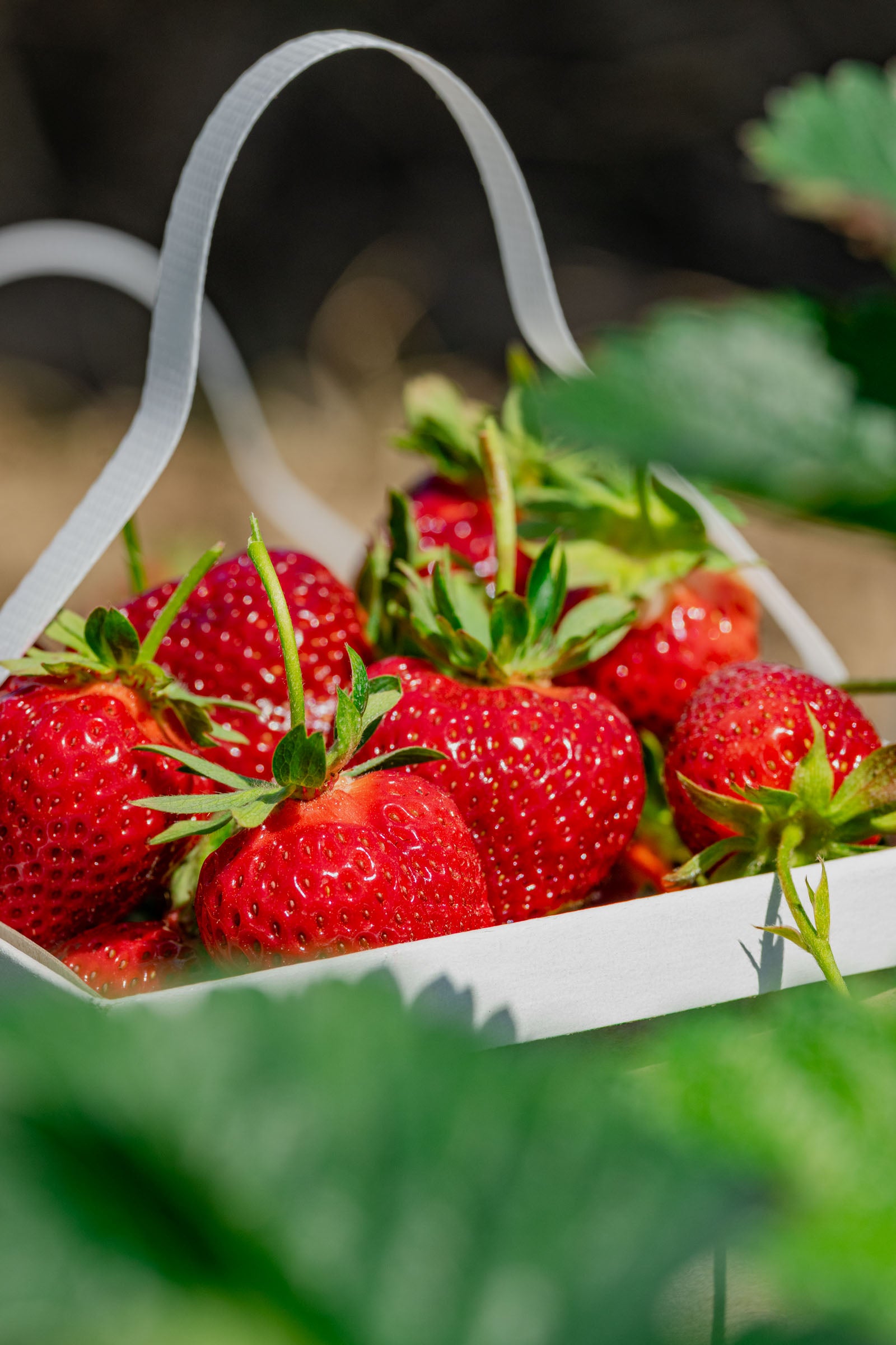 Strawberry Festival | Pick Strawberries near Scranton, PA – Lakeland ...
